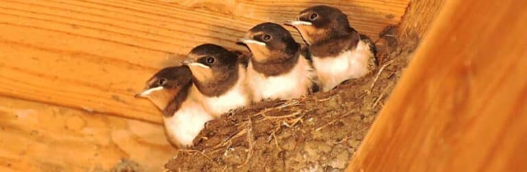 ¿Como hacen los nidos las golondrinas?| Hamelin Bioseguridad